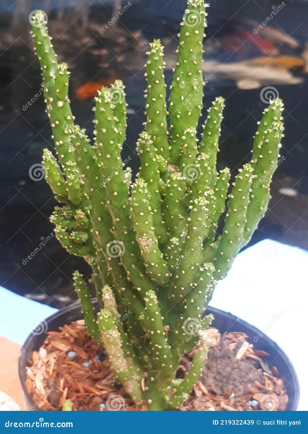 My castus leaf stock image. Image of cactus, produce - 219322439