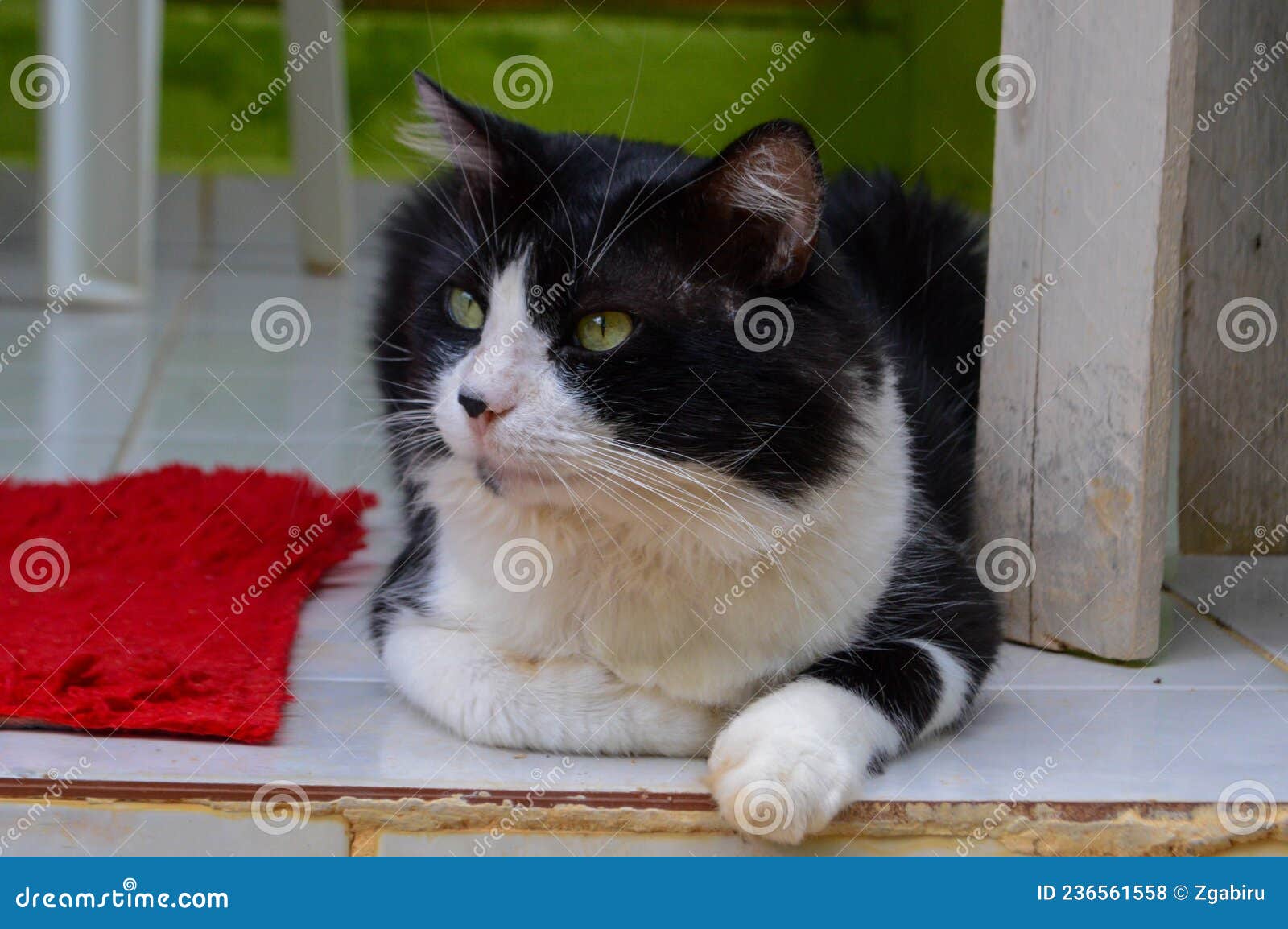My cat stock photo. Image of hehe, cute, animal - 236561558