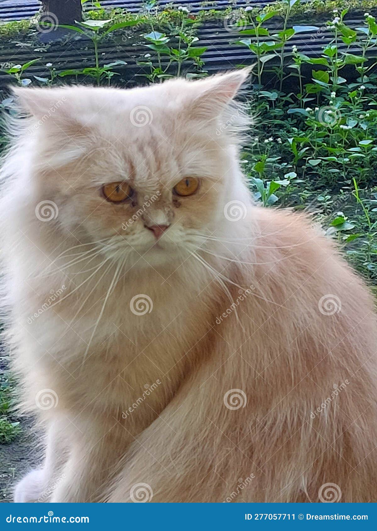 My Cat Alpha stock image. Image of alpha, mammal, wildcat - 277057711