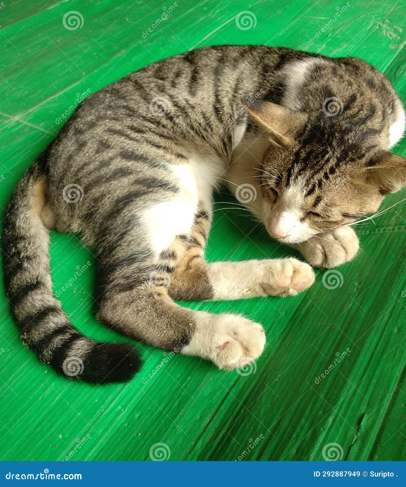 My cat Cimeng stock image. Image of nose, animal, whiskers - 292887949