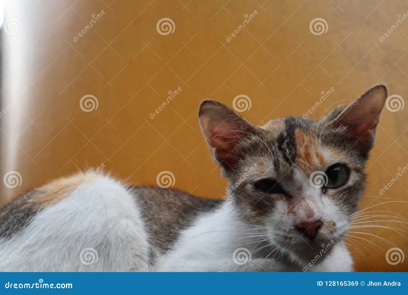 My pet cat stock image. Image of tabby, wild, funny - 128165369