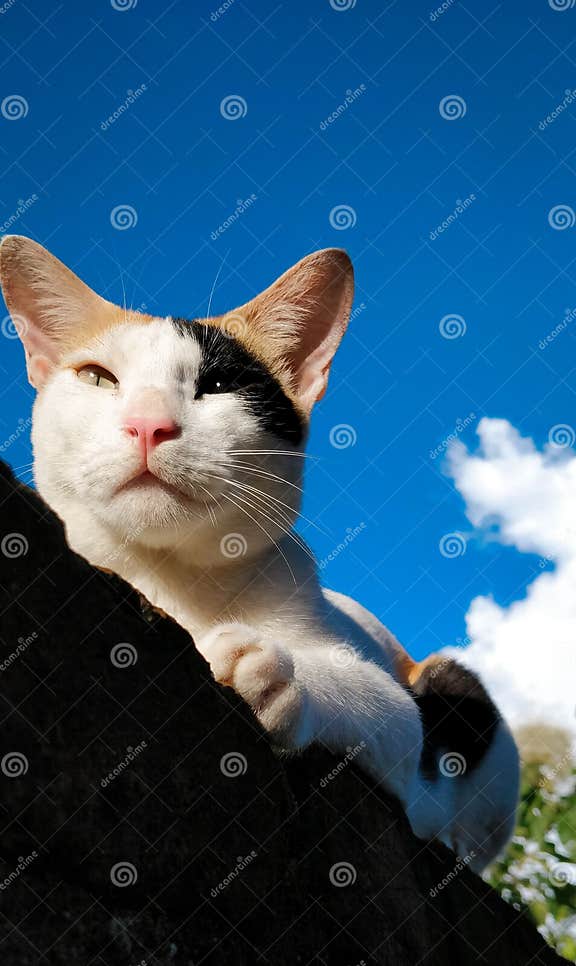 Duke stock image. Image of duke, cute, blue - 124428237