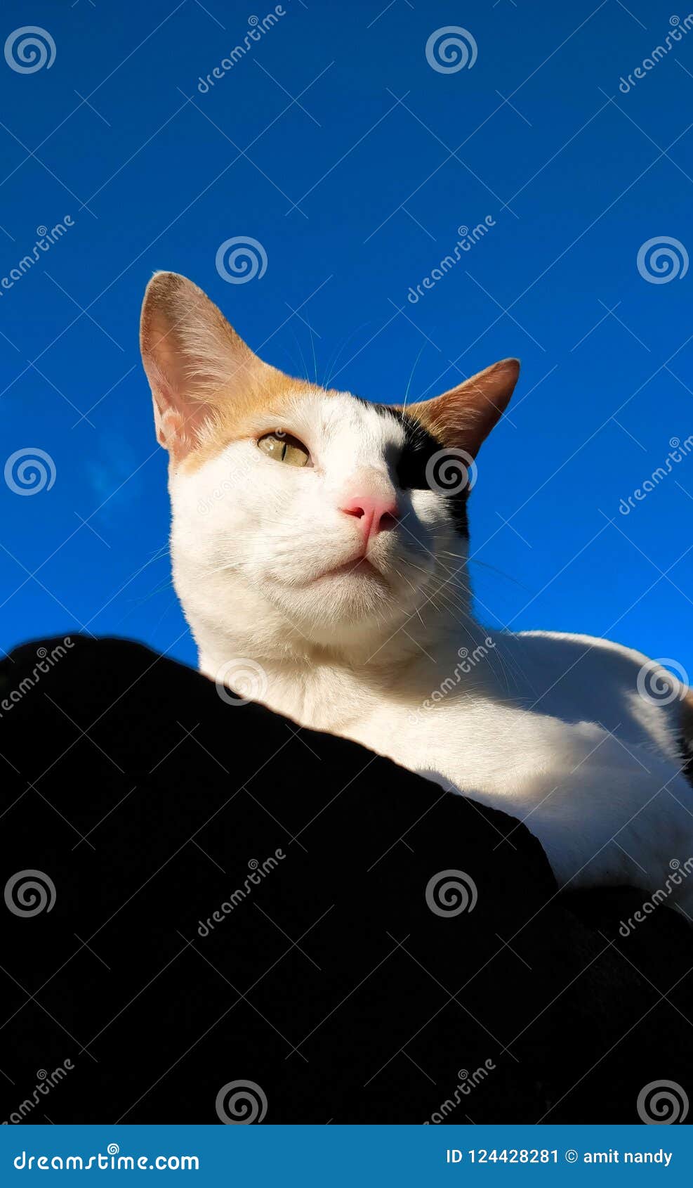 Duke stock image. Image of cute, duke, blue - 124428281