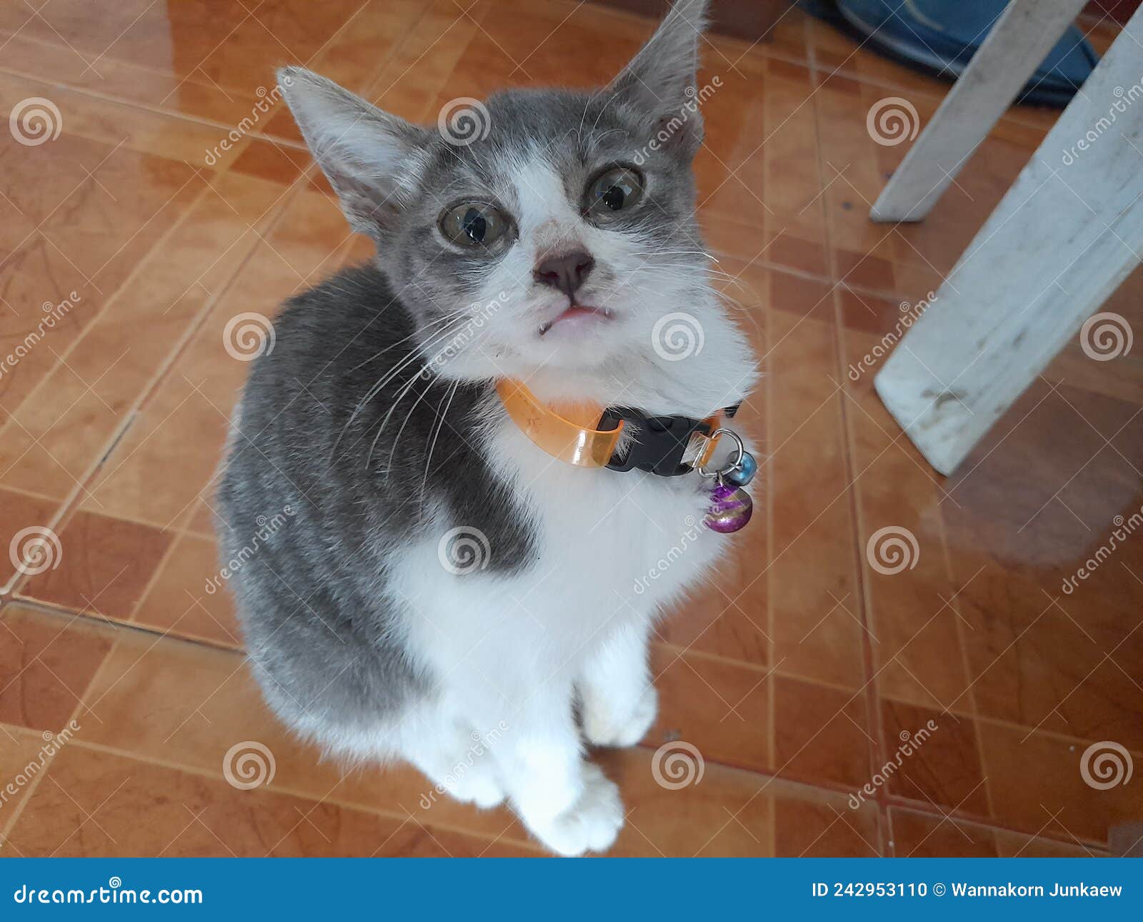 My cat is good stock photo. Image of animal, kitten - 242953110