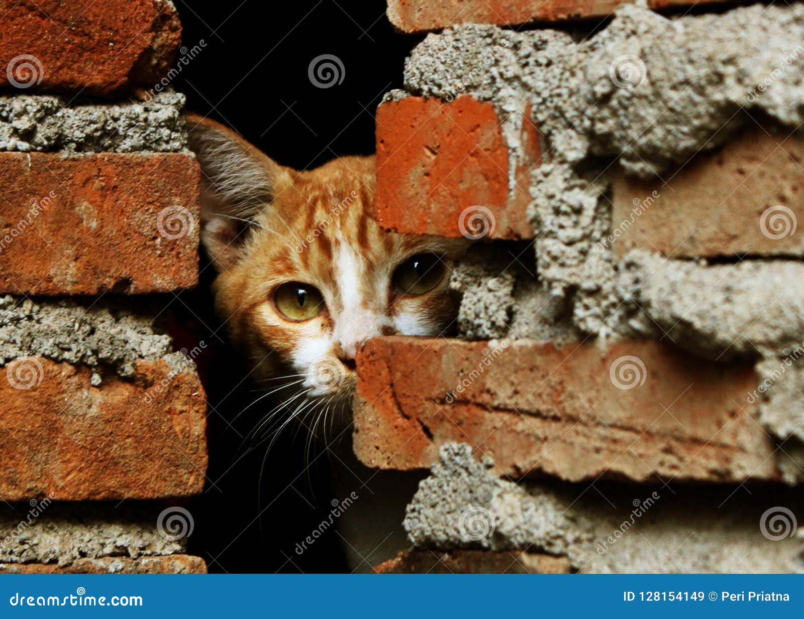 My Cat Hiding stock image. Image of funny, adorable - 128154149