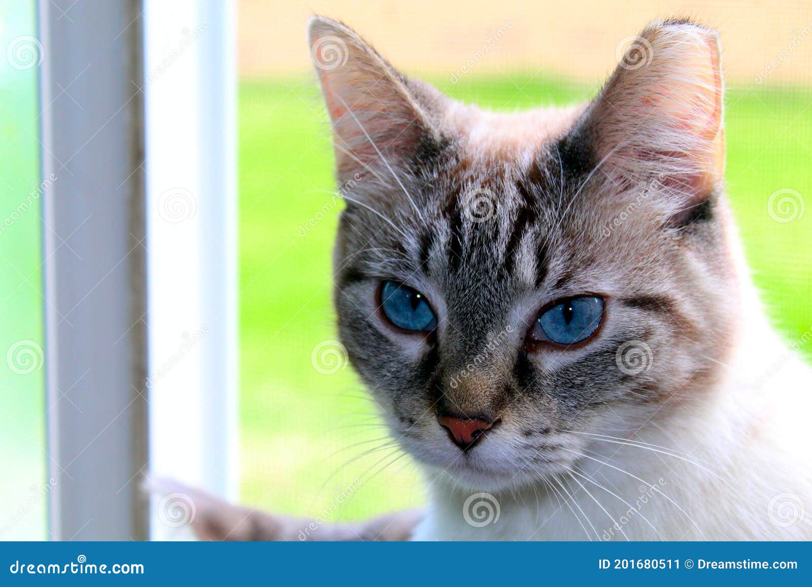 Cat Icey Stock Photos - Free & Royalty-Free Stock Photos from Dreamstime