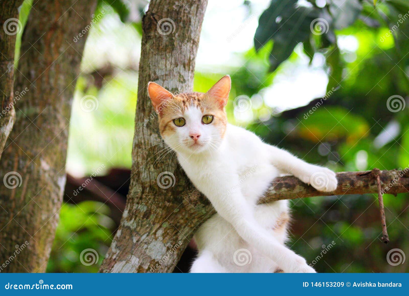 Pichure Stock Photos - Free & Royalty-Free Stock Photos from Dreamstime