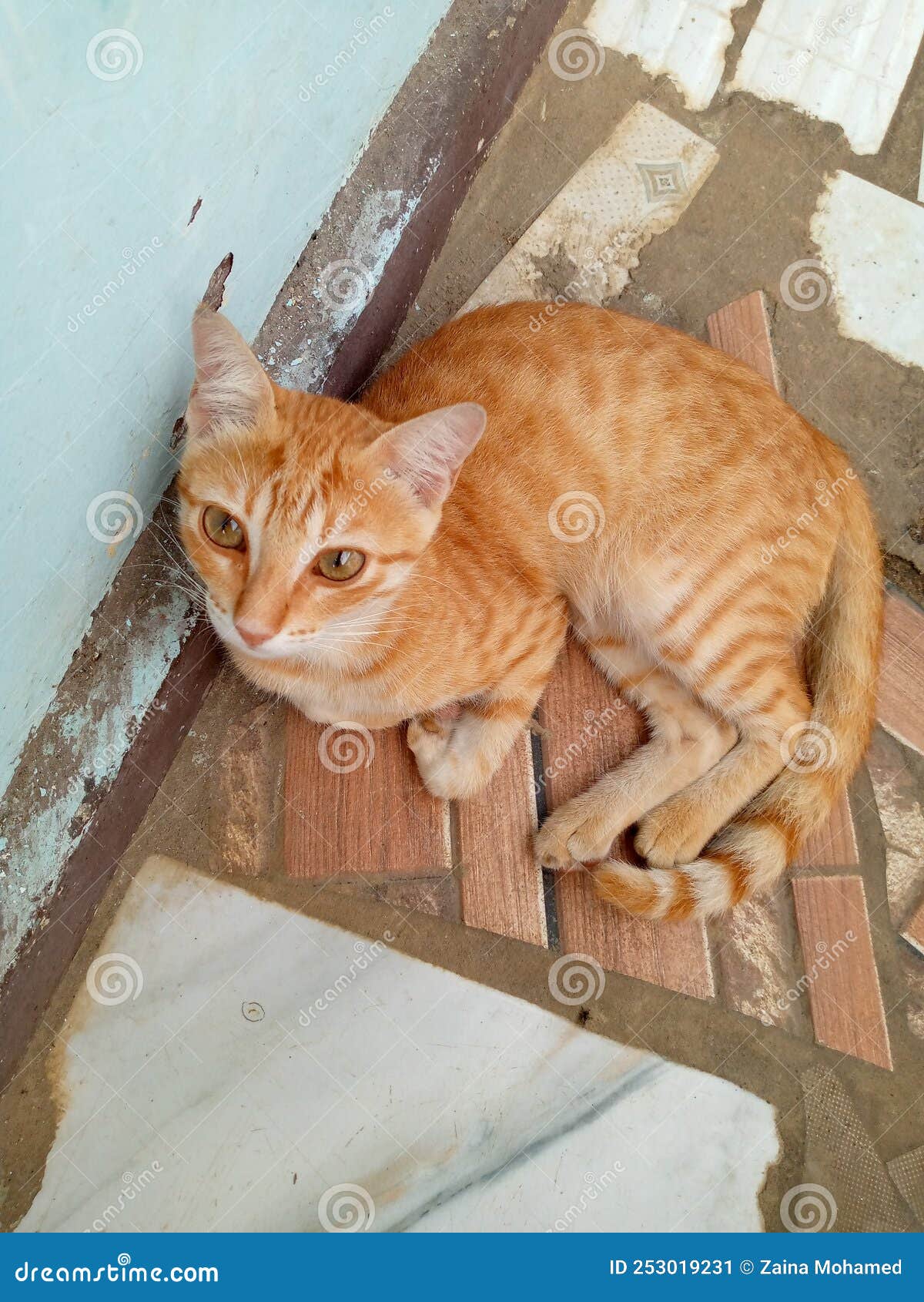 My Cat looks so silence stock image. Image of carnivore - 253019231