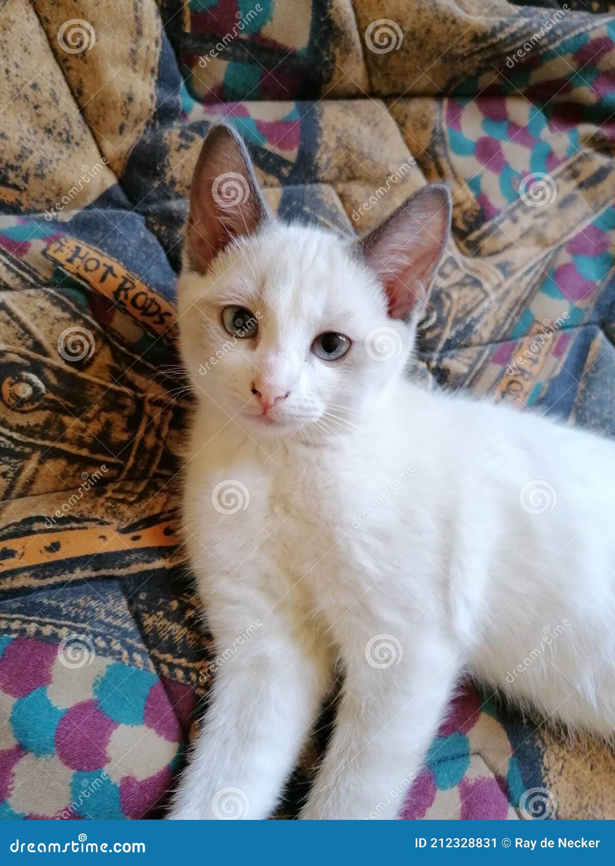 My cat milla stock image. Image of milla, nose, skin - 212328831