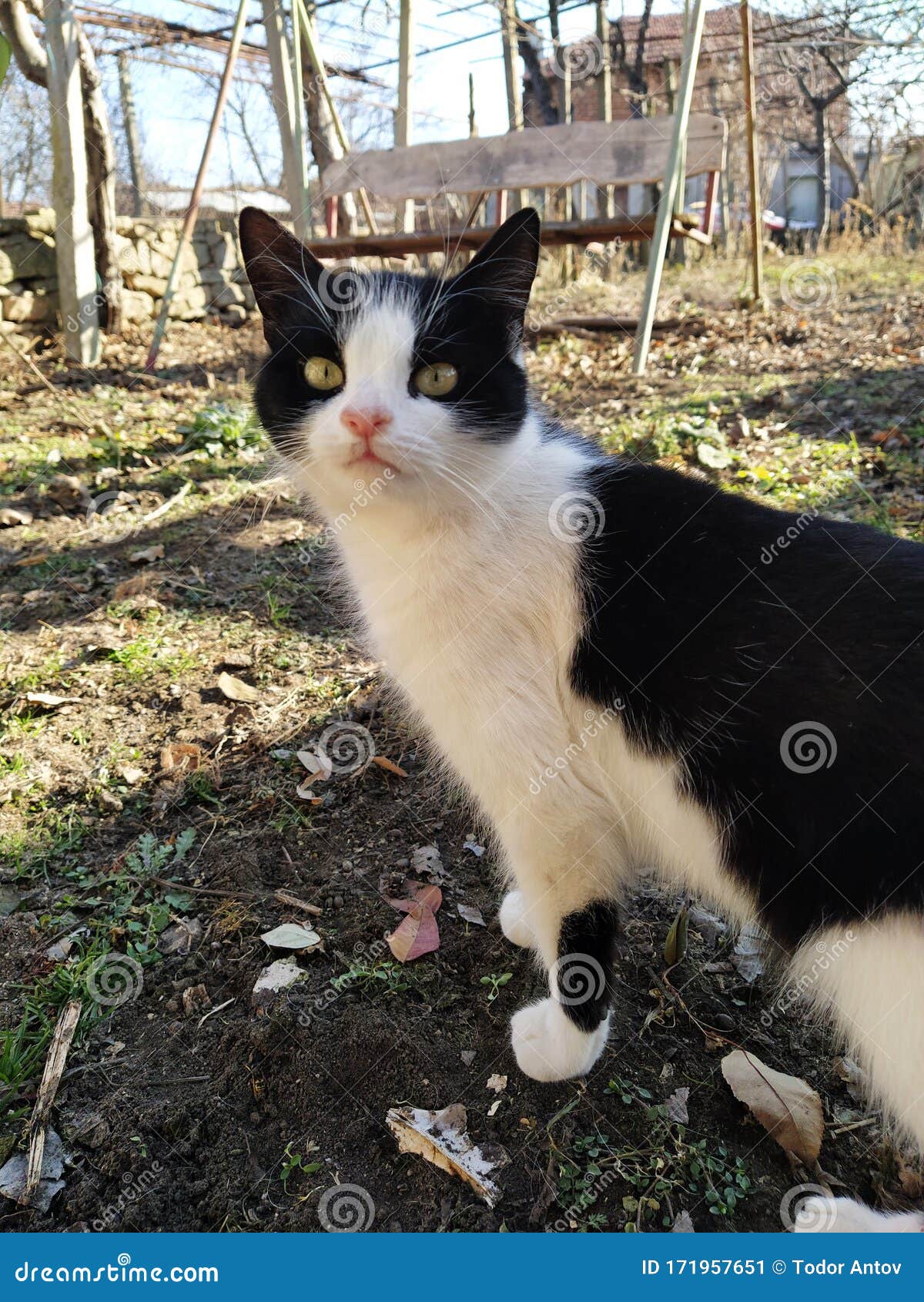 Mucka Stock Photos - Free & Royalty-Free Stock Photos from Dreamstime