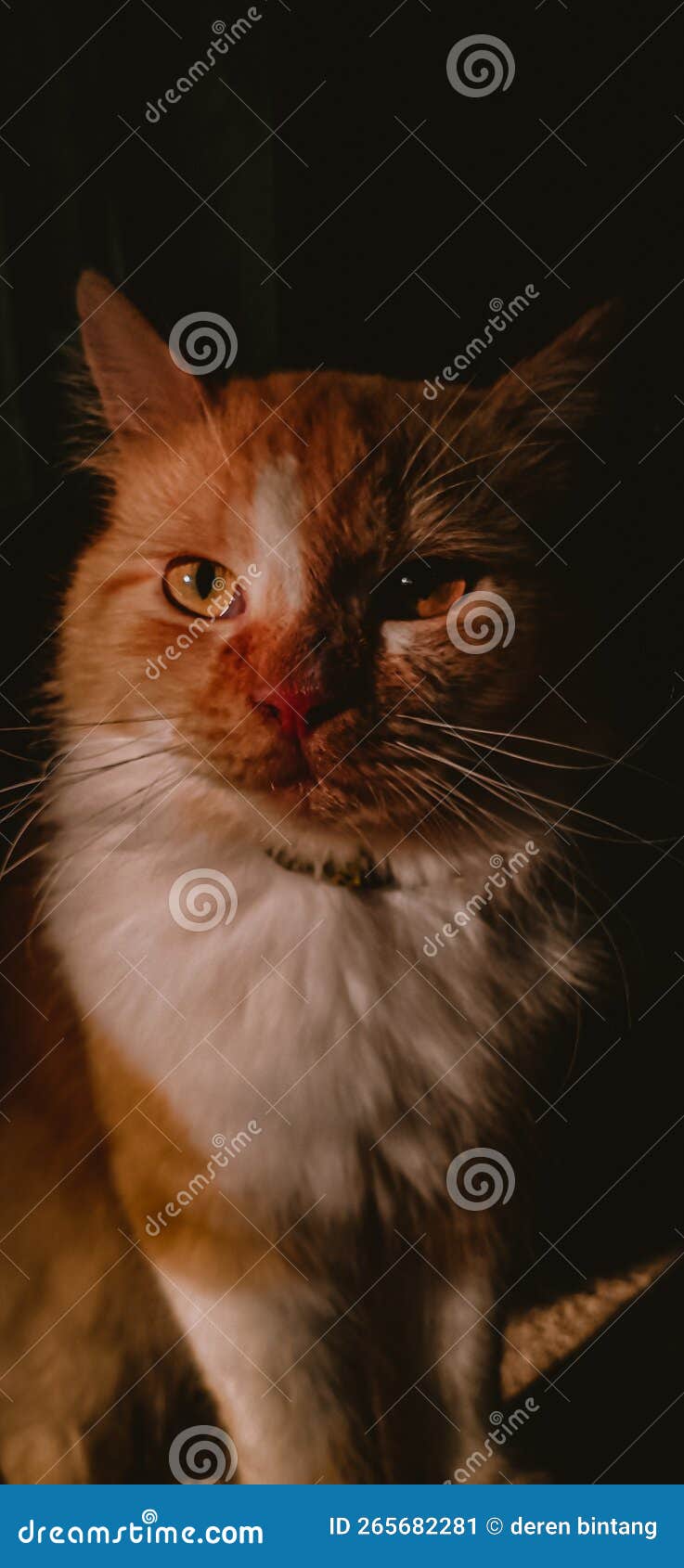 My Cat Named Owen in the Afternoon Stock Image - Image of afternoon ...