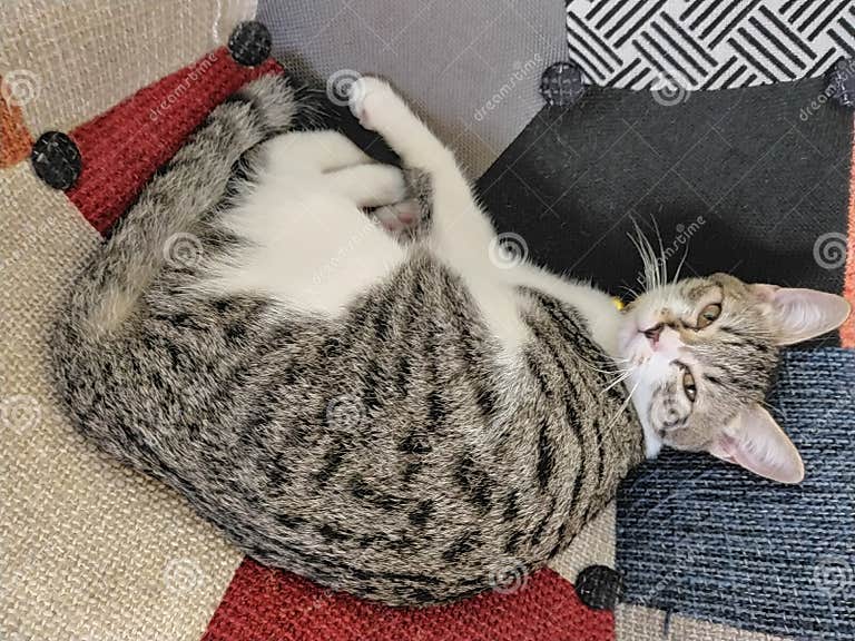 My cat my pet stock image. Image of nose, kitten, animal - 221876647