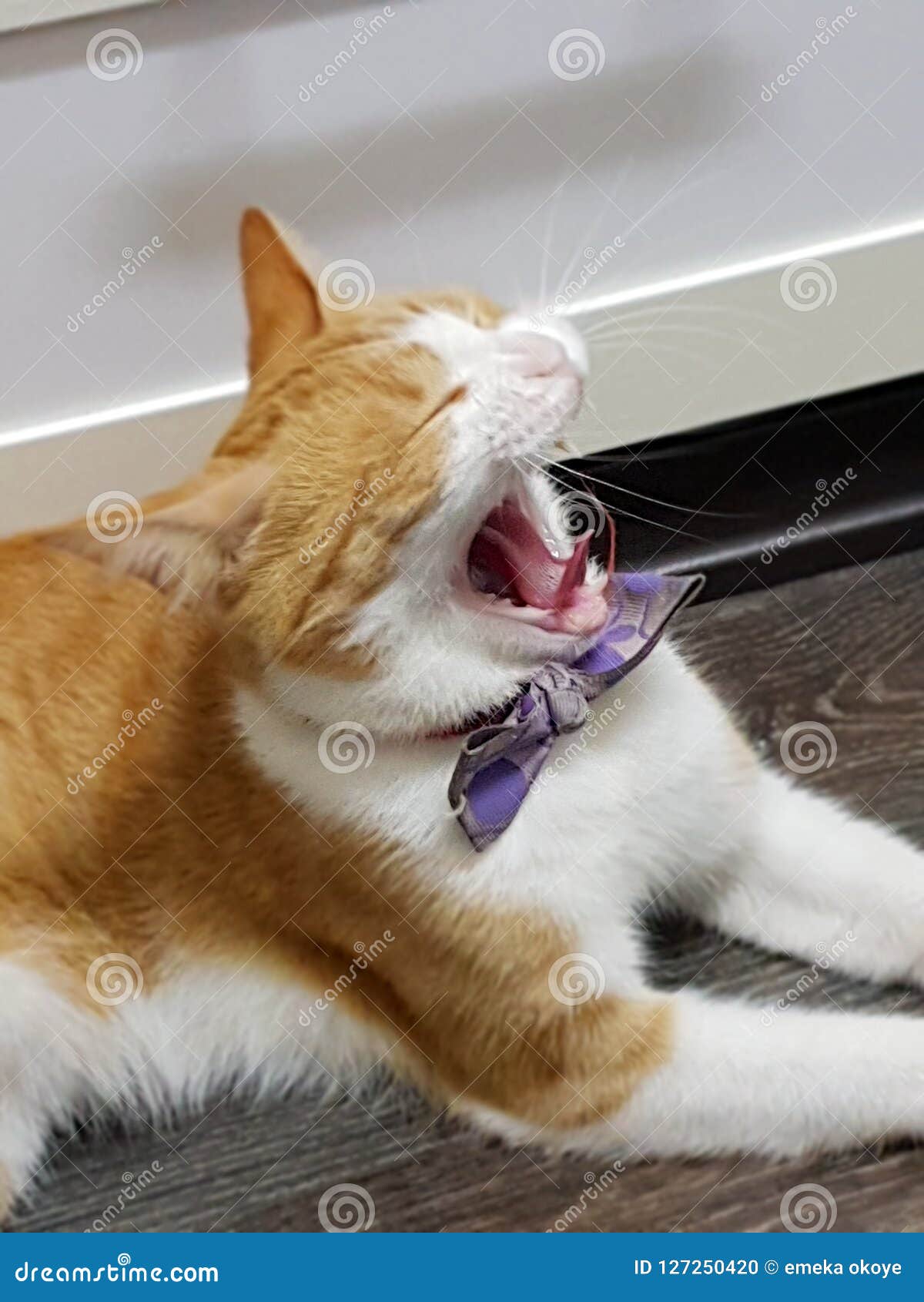 My cat snappy stock photo. Image of snappy, pets, cute - 127250420