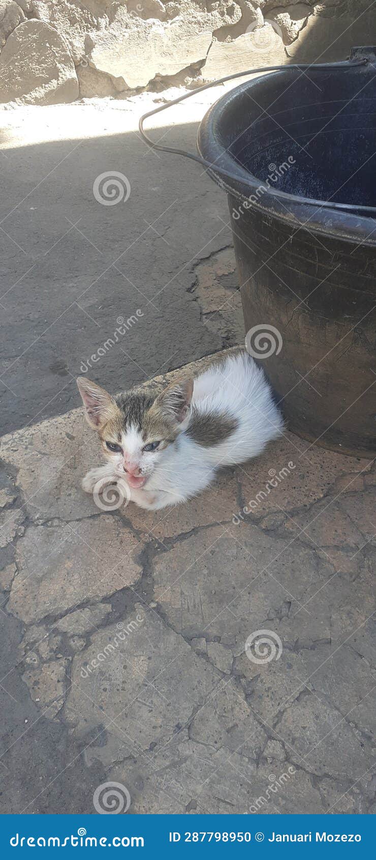My cat stay for lunch stock photo. Image of stay, lunch - 287798950