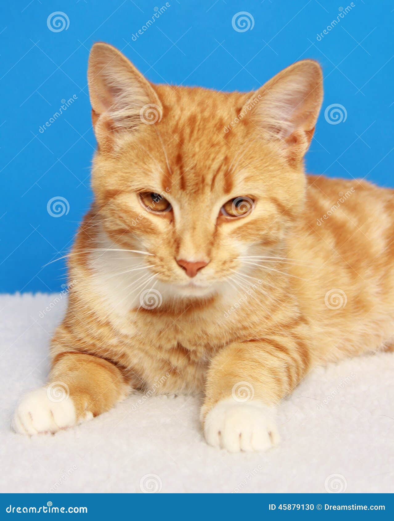 My cat sunshine stock photo. Image of kitten, sunshine - 45879130