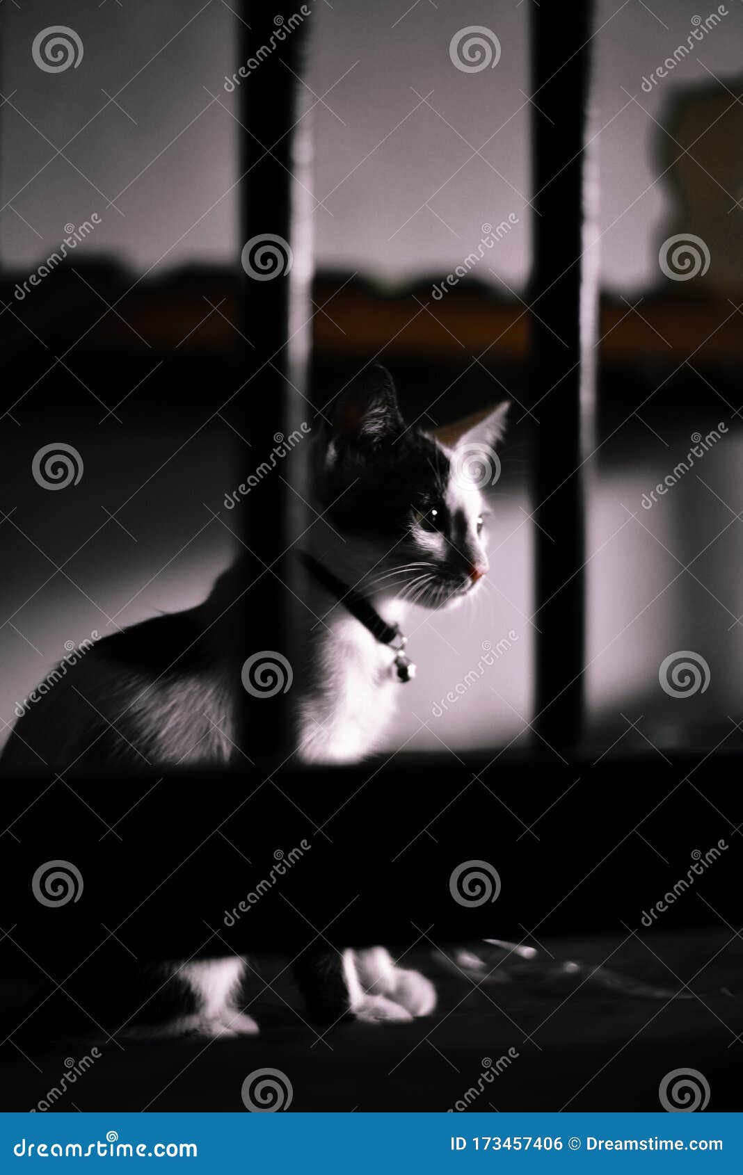 My cat is timmy stock photo. Image of timmy, indoor - 173457406