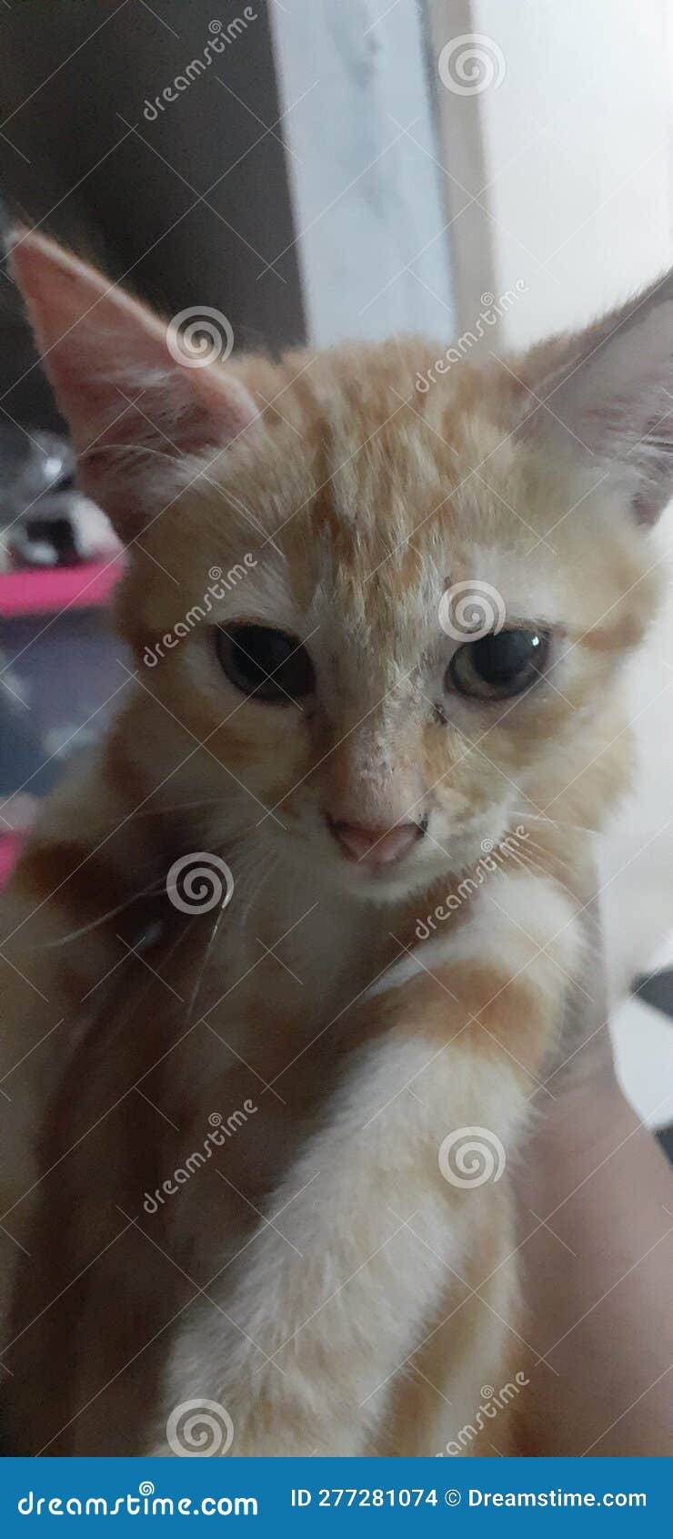 My Cat is Very Cute Sharp Eyes Stock Photo - Image of cute, sharp ...