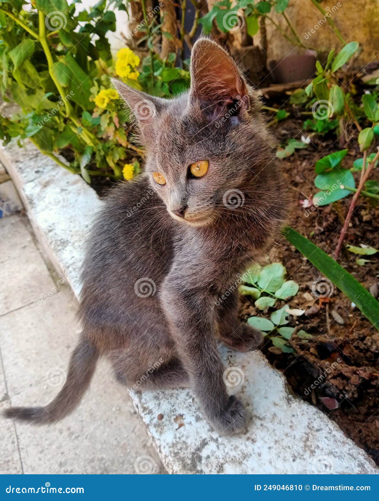 My cats stock photo. Image of love, cats, passion, creat - 249046810