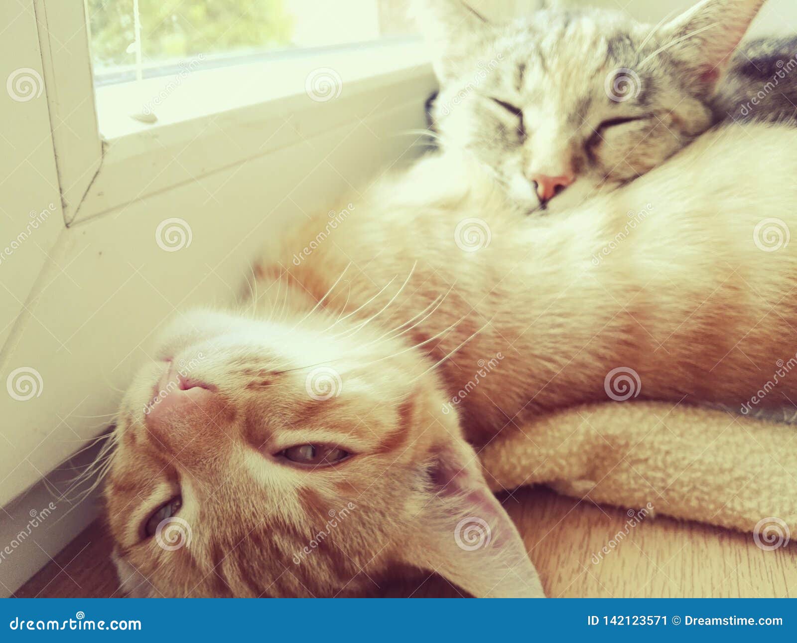 Catson Stock Photos - Free & Royalty-Free Stock Photos from Dreamstime