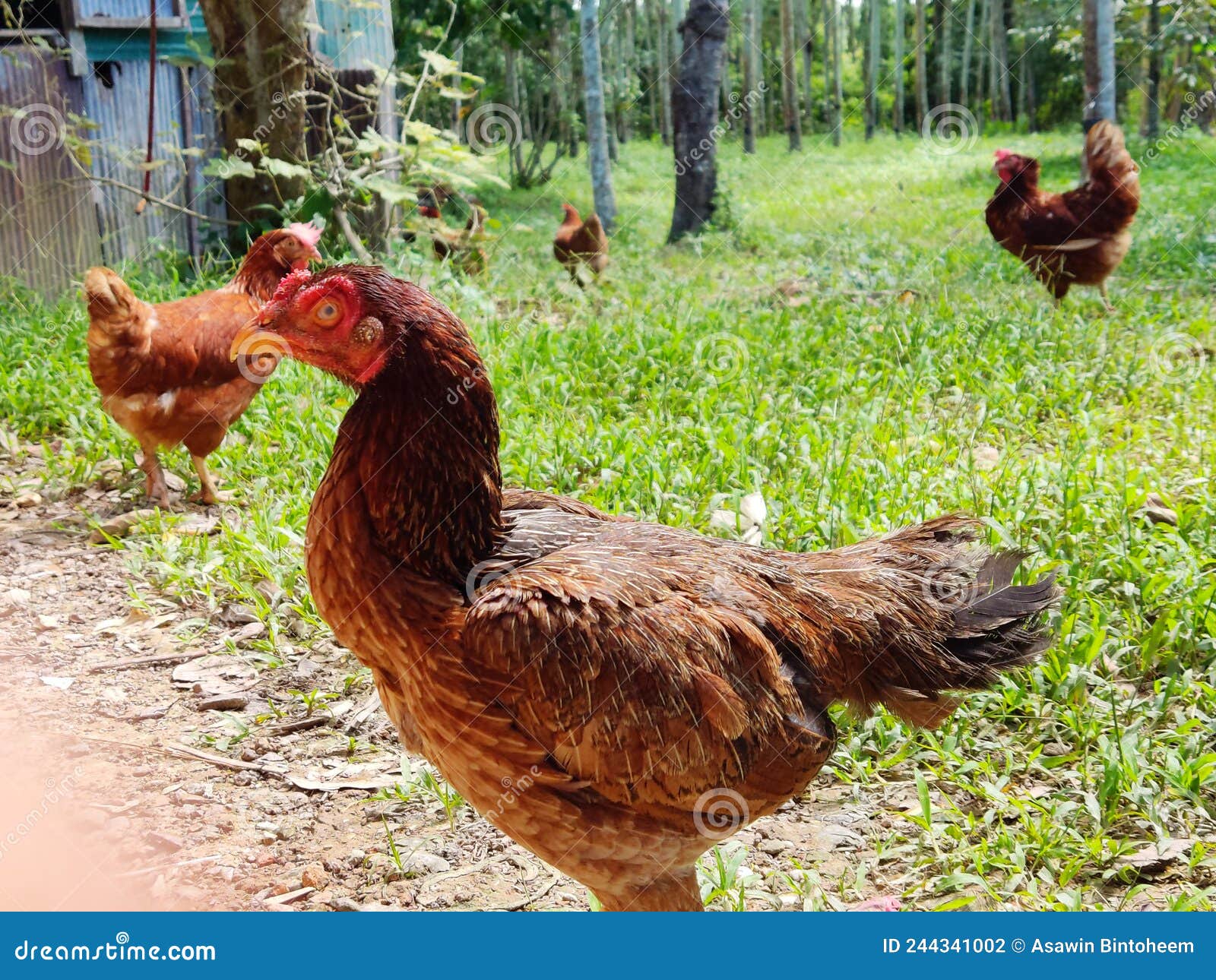 Chicken facing stock photo. Image of beak, wildlife - 244341002