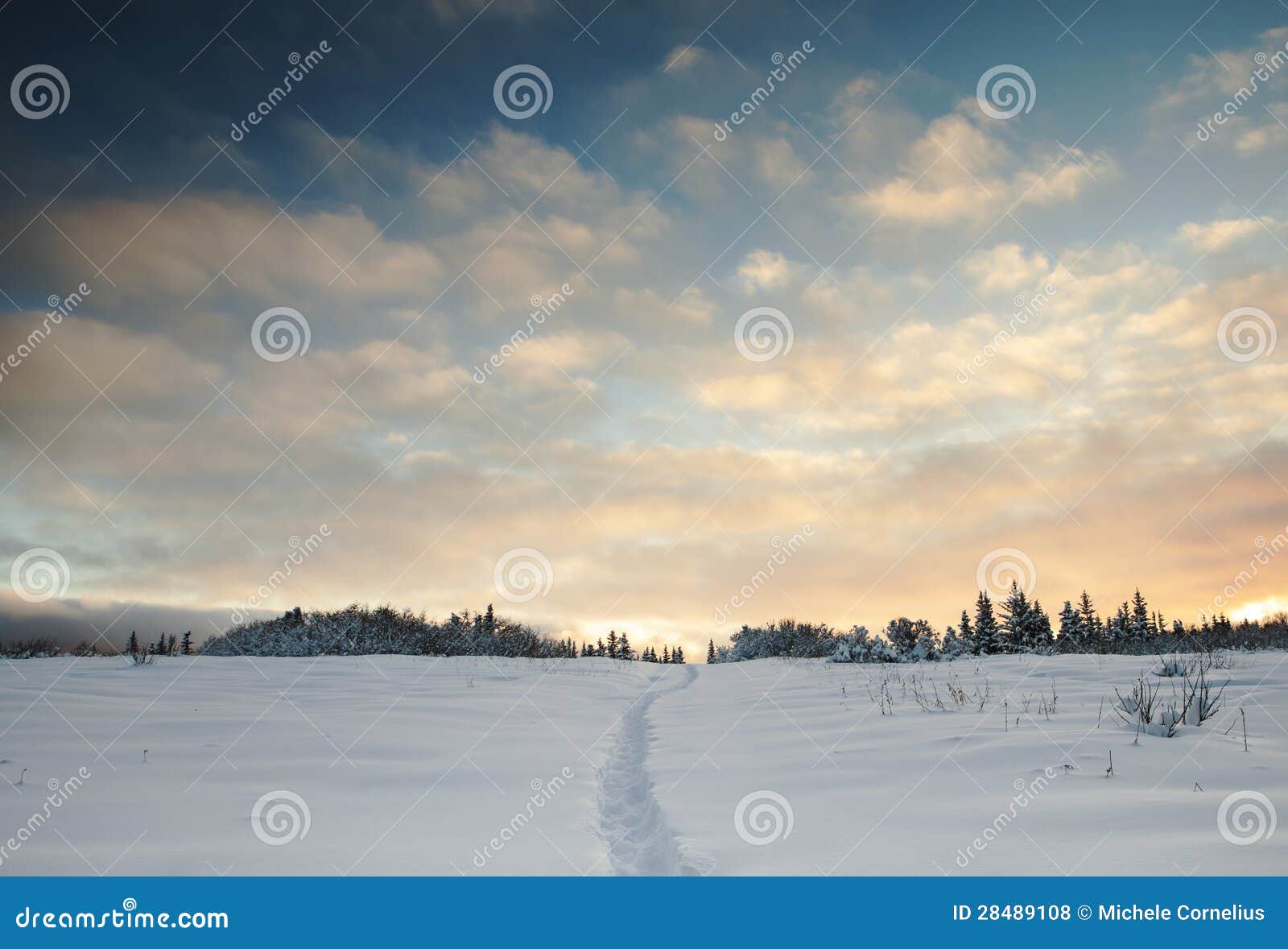 My Chosen Path stock photo. Image of alaska, snow, nature - 28489108
