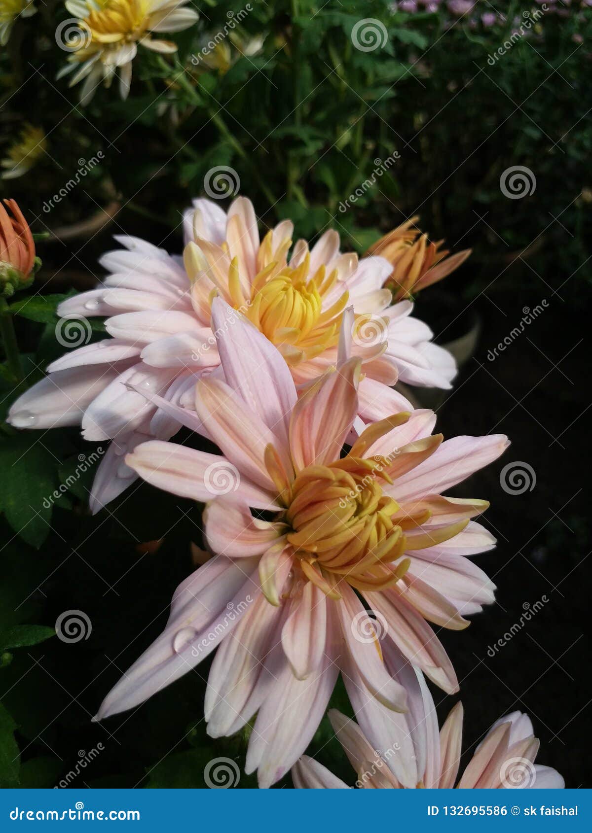 Gd Flower Stock Photos - Free & Royalty-Free Stock Photos from Dreamstime