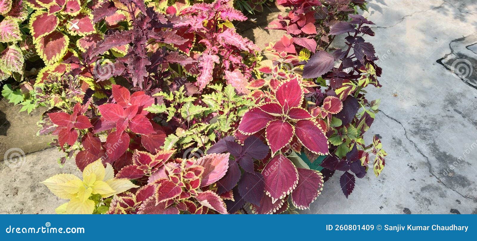 My coleus collection stock image. Image of branch, colle - 260801409