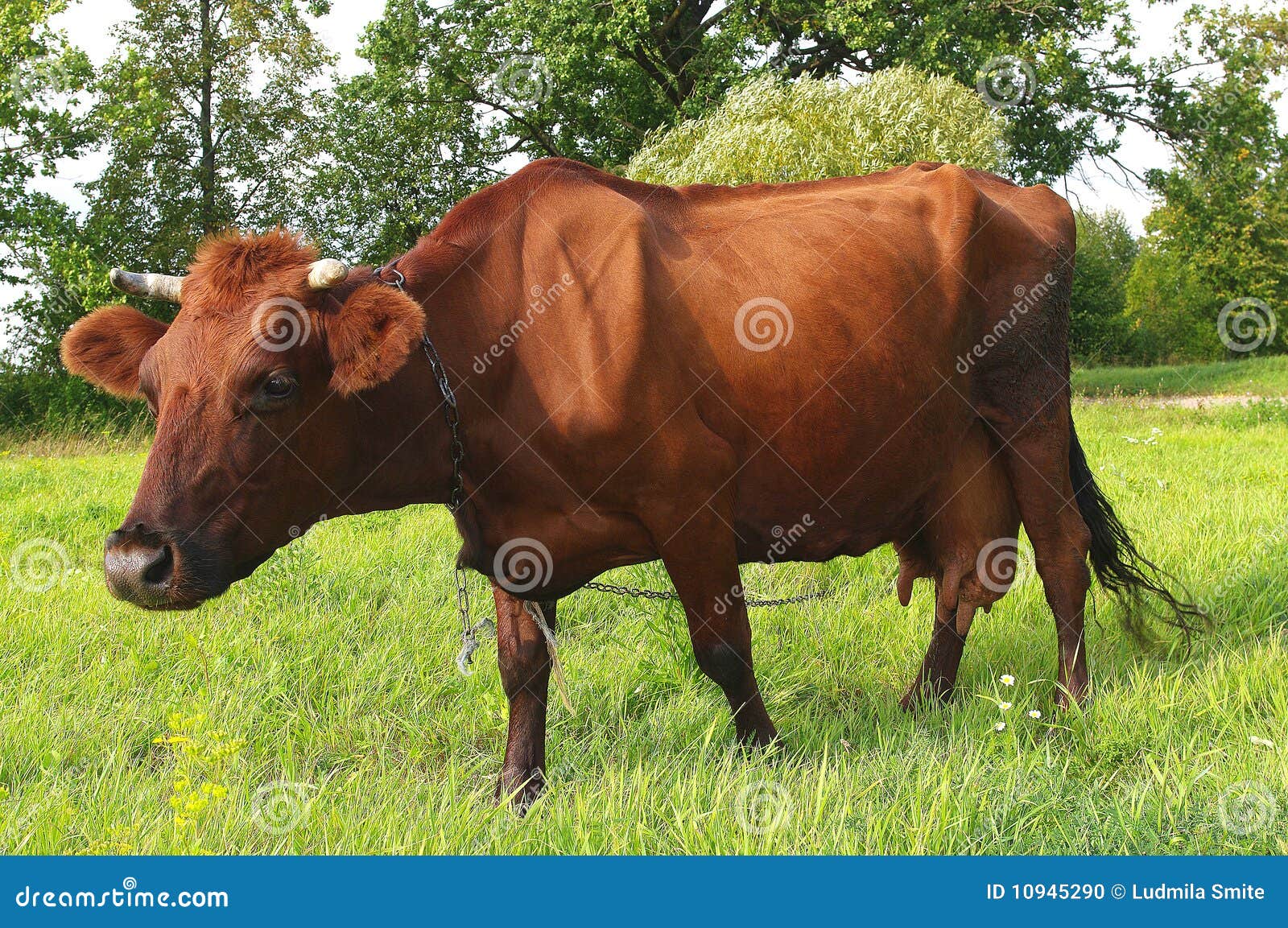My cow stock photo. Image of sunlight, green, urban, domestic - 10945290