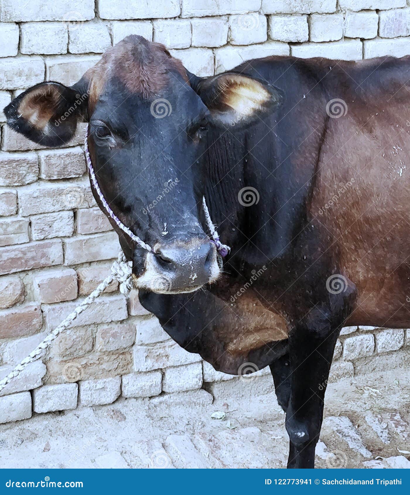 My cow stock image. Image of smart, blacky - 122773941