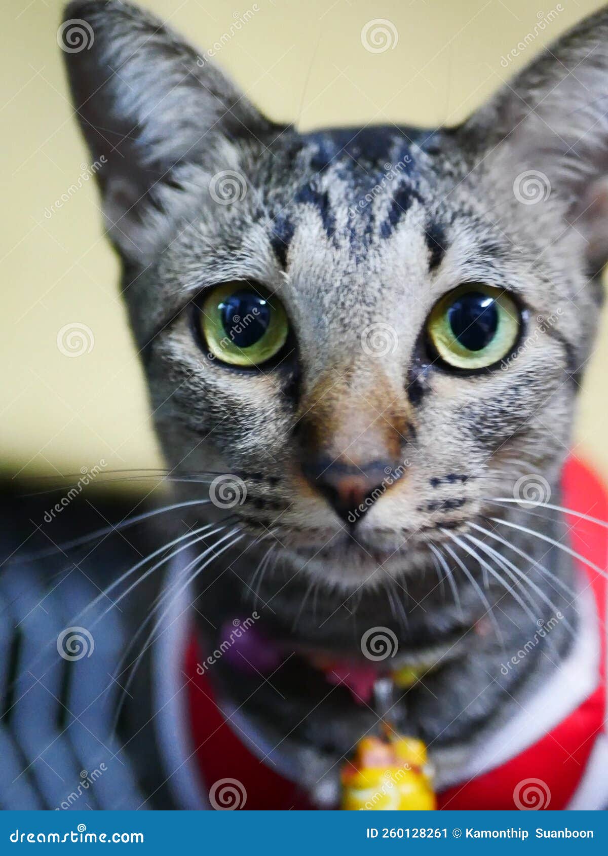 My Cuety stock image. Image of wildlife, animal, cuety - 260128261