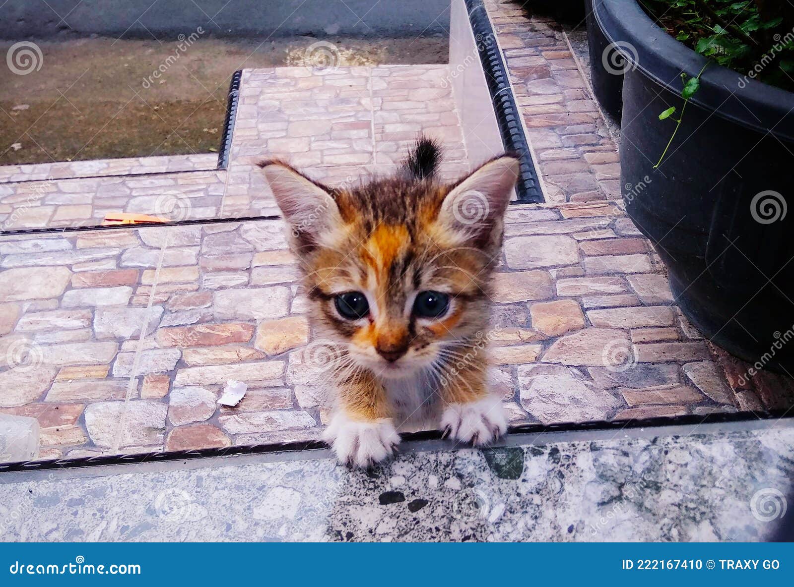 My cute cat on the stairs stock photo. Image of carnivore - 222167410