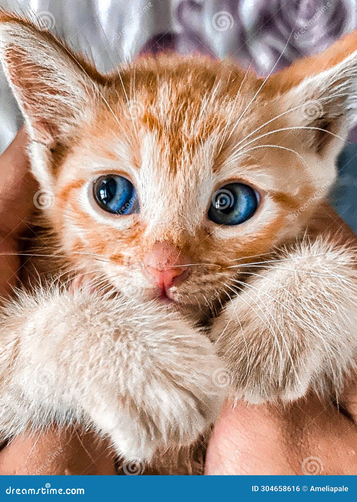 My Cute Little Orange Cat Named Ameng Stock Photo - Image of cute ...