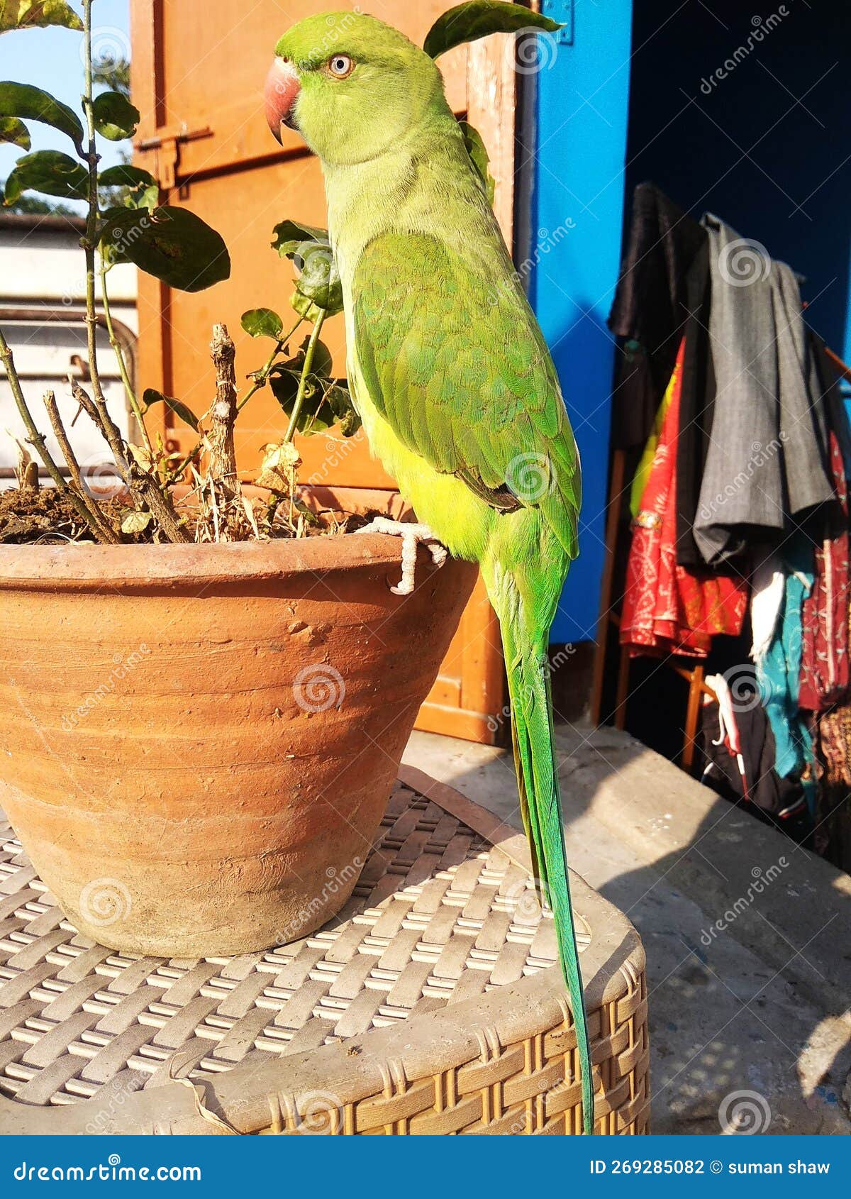 My cute parrot stock photo. Image of parrot, yellow - 269285082