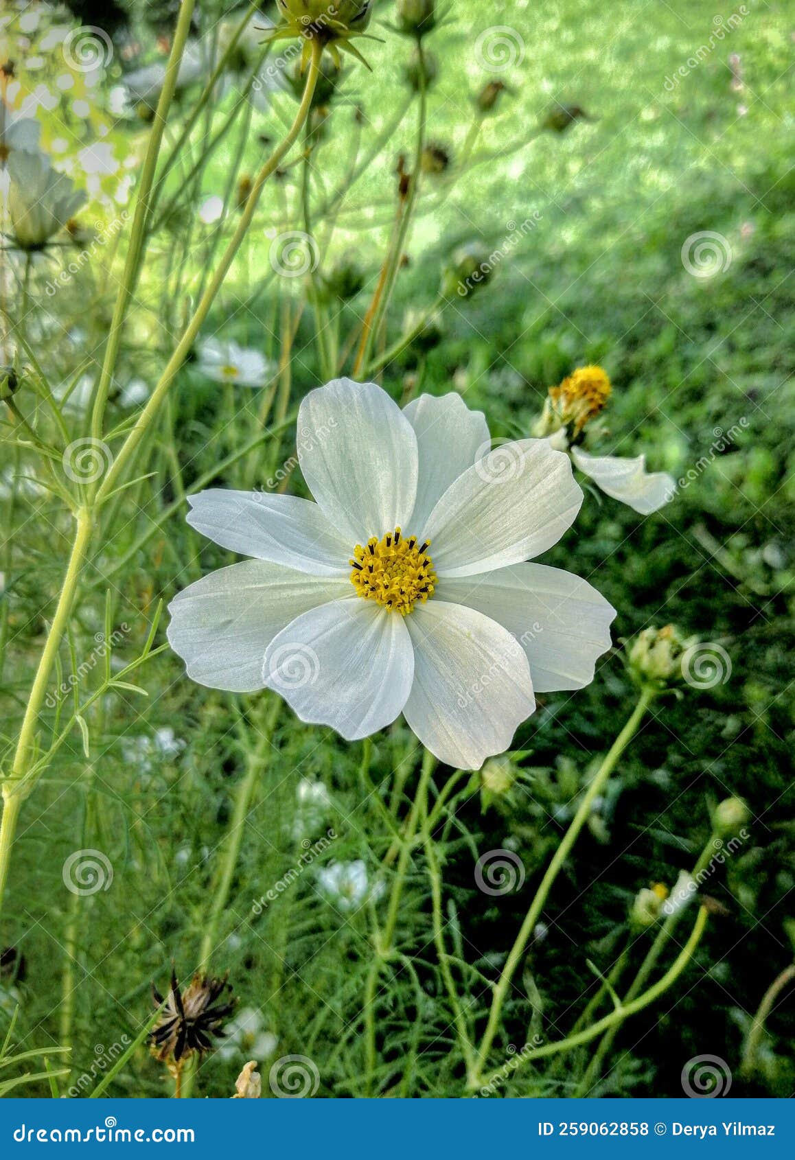 My Daisy Flower stock photo. Image of grassland, field - 259062858