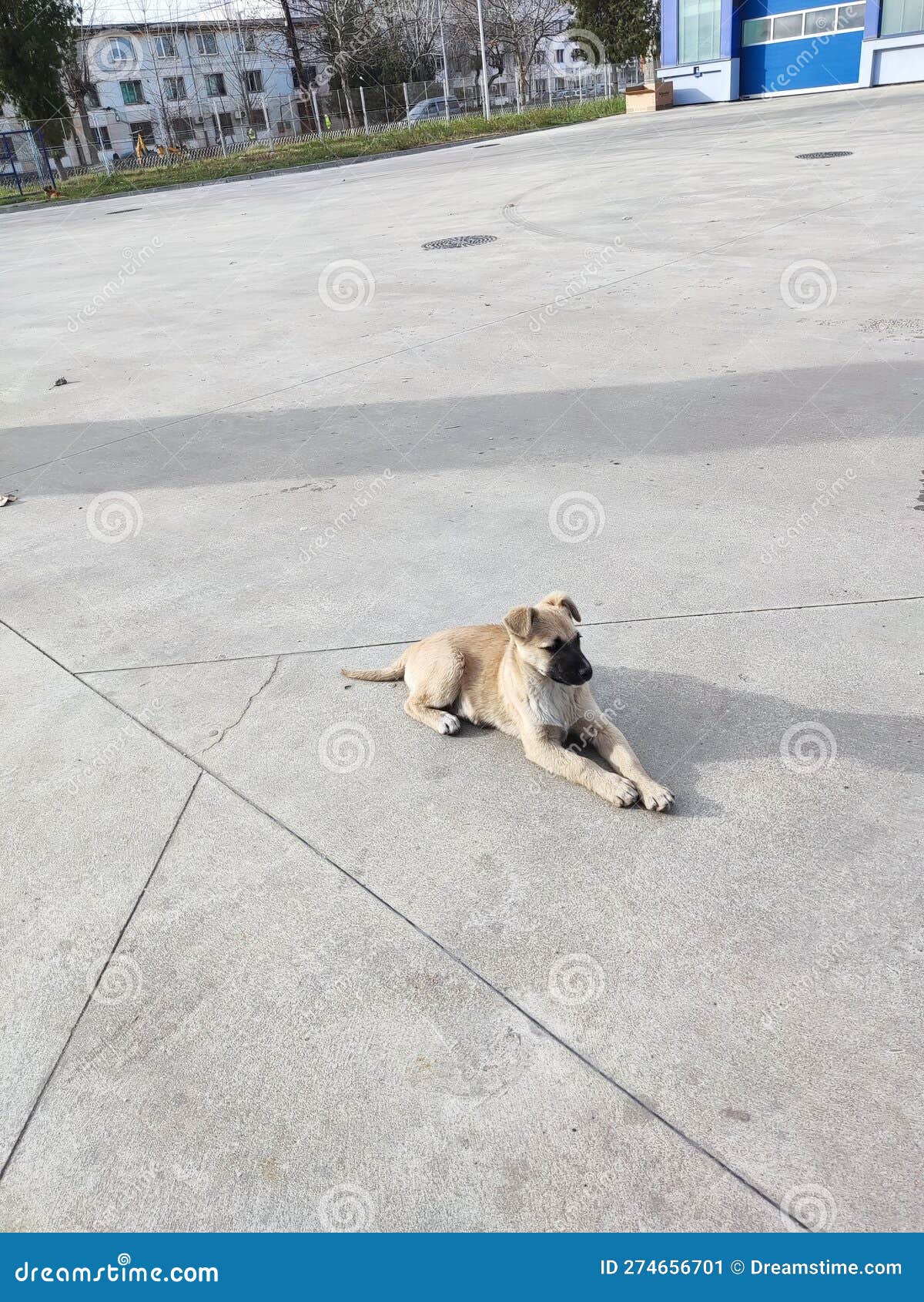 My Dear Dog from Work,i Love Him Stock Image - Image of worki, smart ...