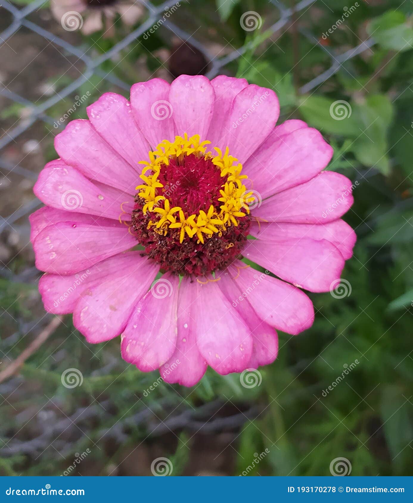 My dear flower stock photo. Image of nature, wildflower - 193170278