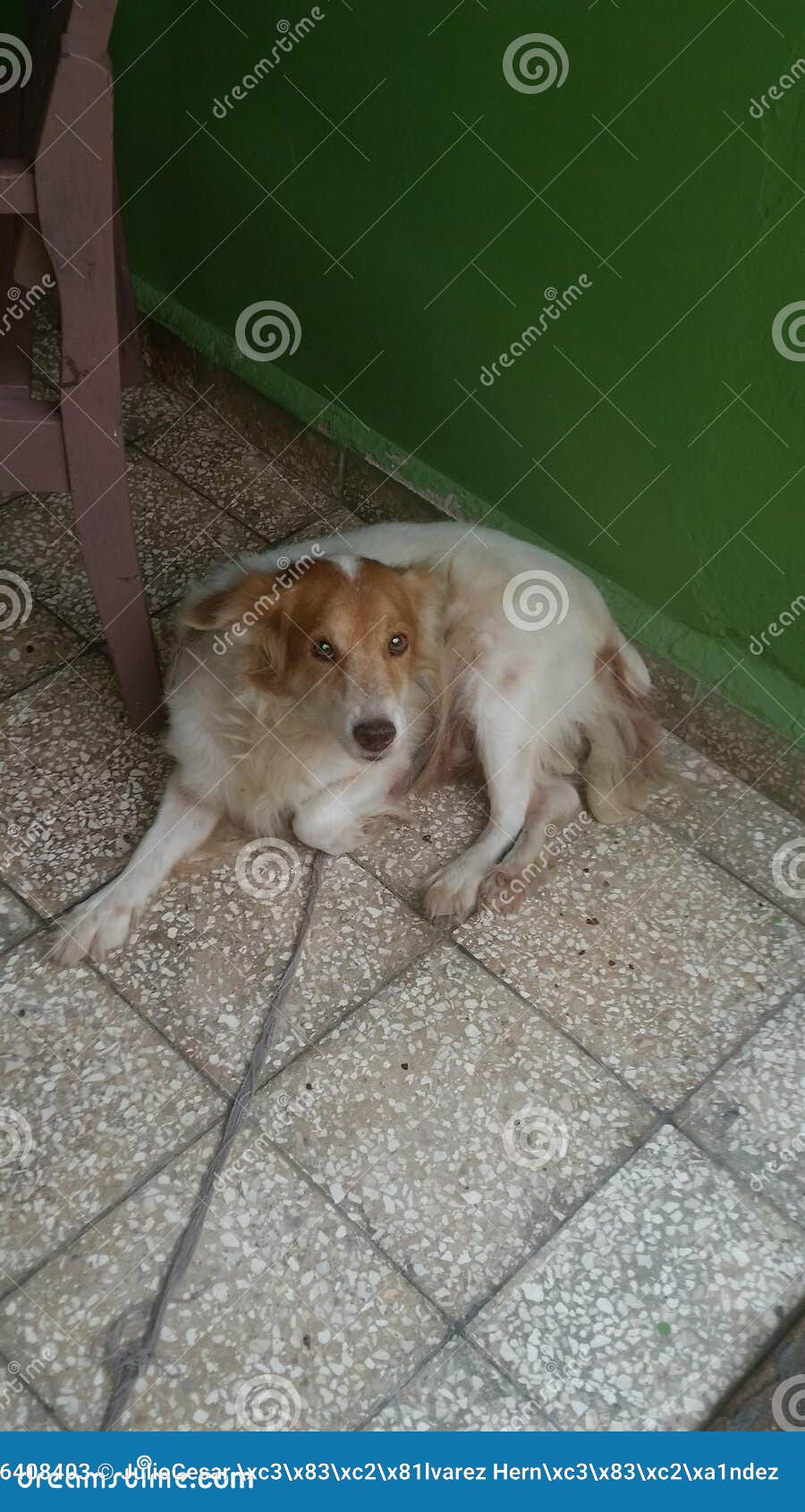 My dear pet stock image. Image of tobby, dear, love - 166408403