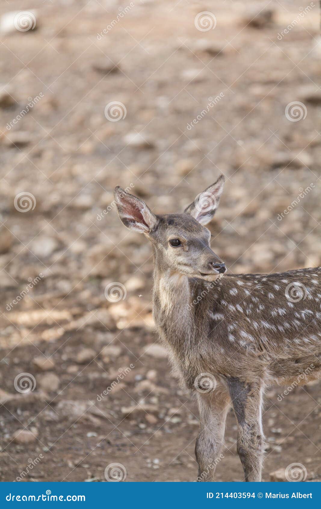 My deer dear stock photo. Image of forest, dear, middle - 214403594