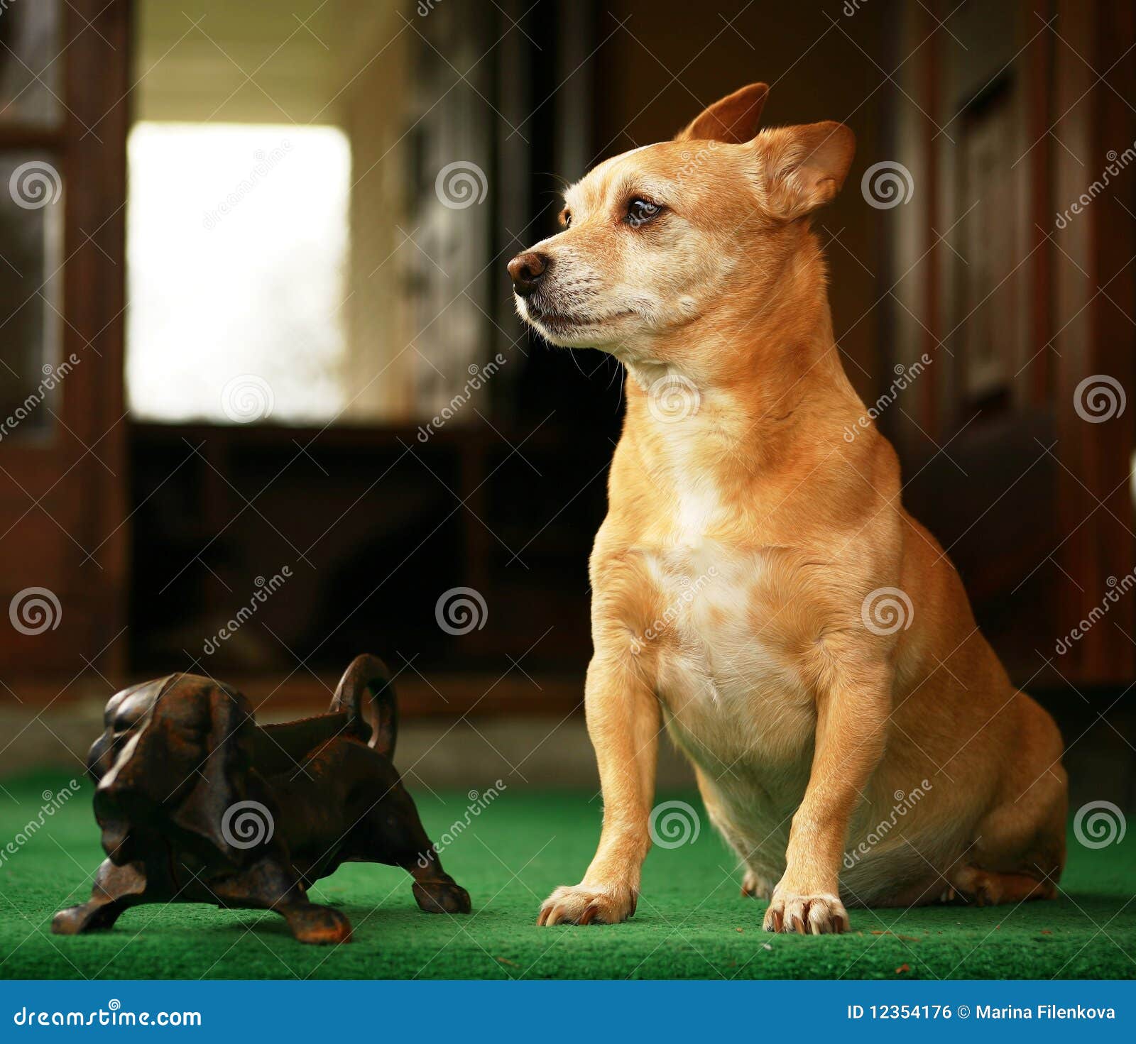 My dog stock photo. Image of pedigree, puppy, small, friend - 12354176