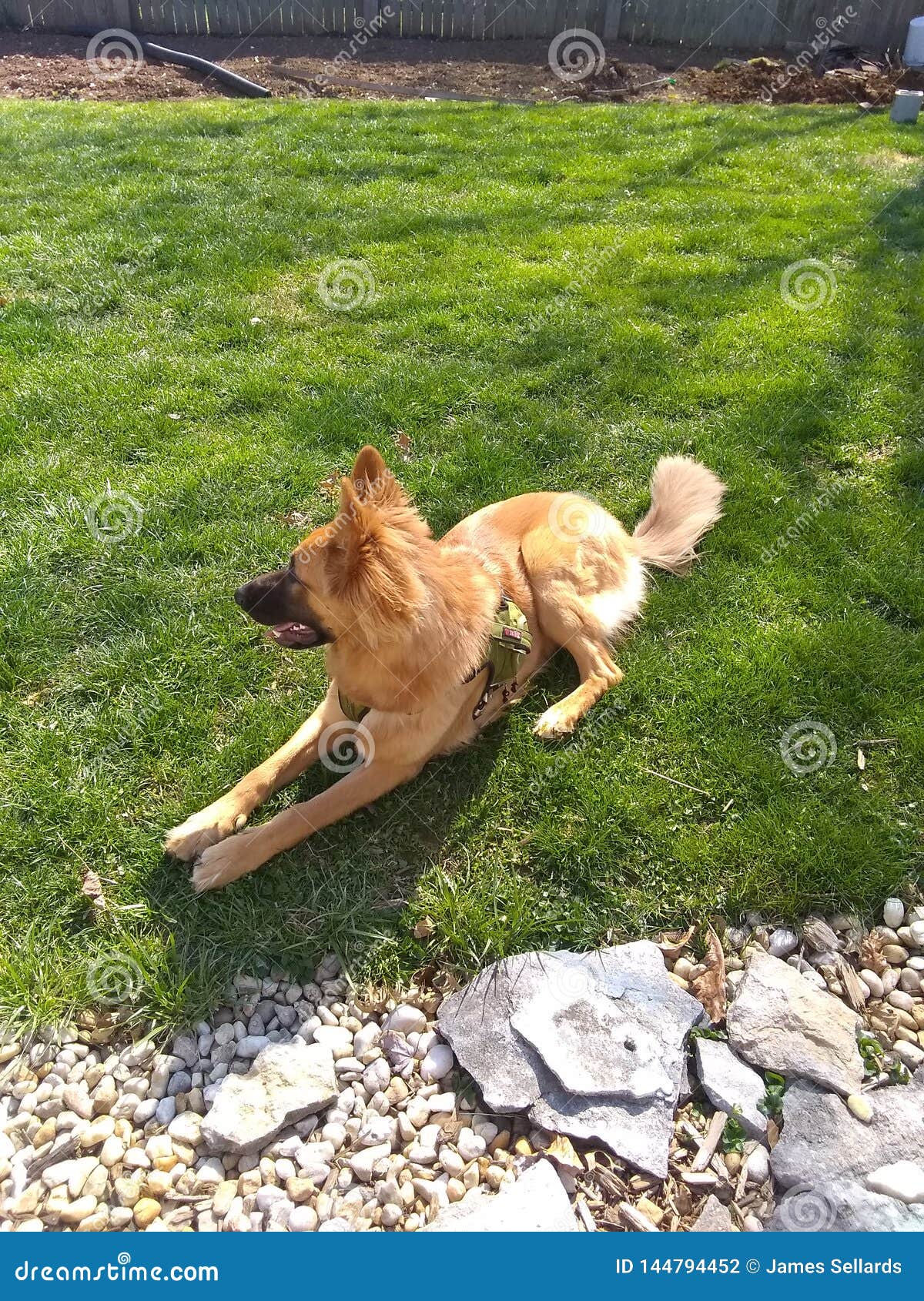 My Dog Eat Playing in the Backyard Stock Photo - Image of playing ...