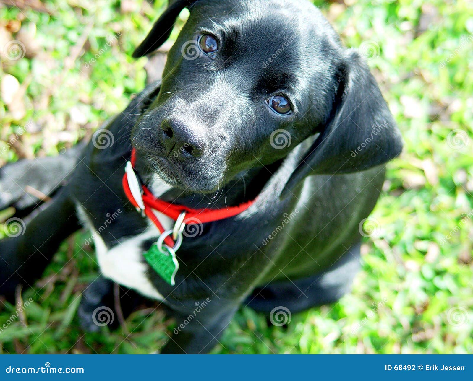 My Dog Finch stock photo. Image of close, slanted, label - 68492