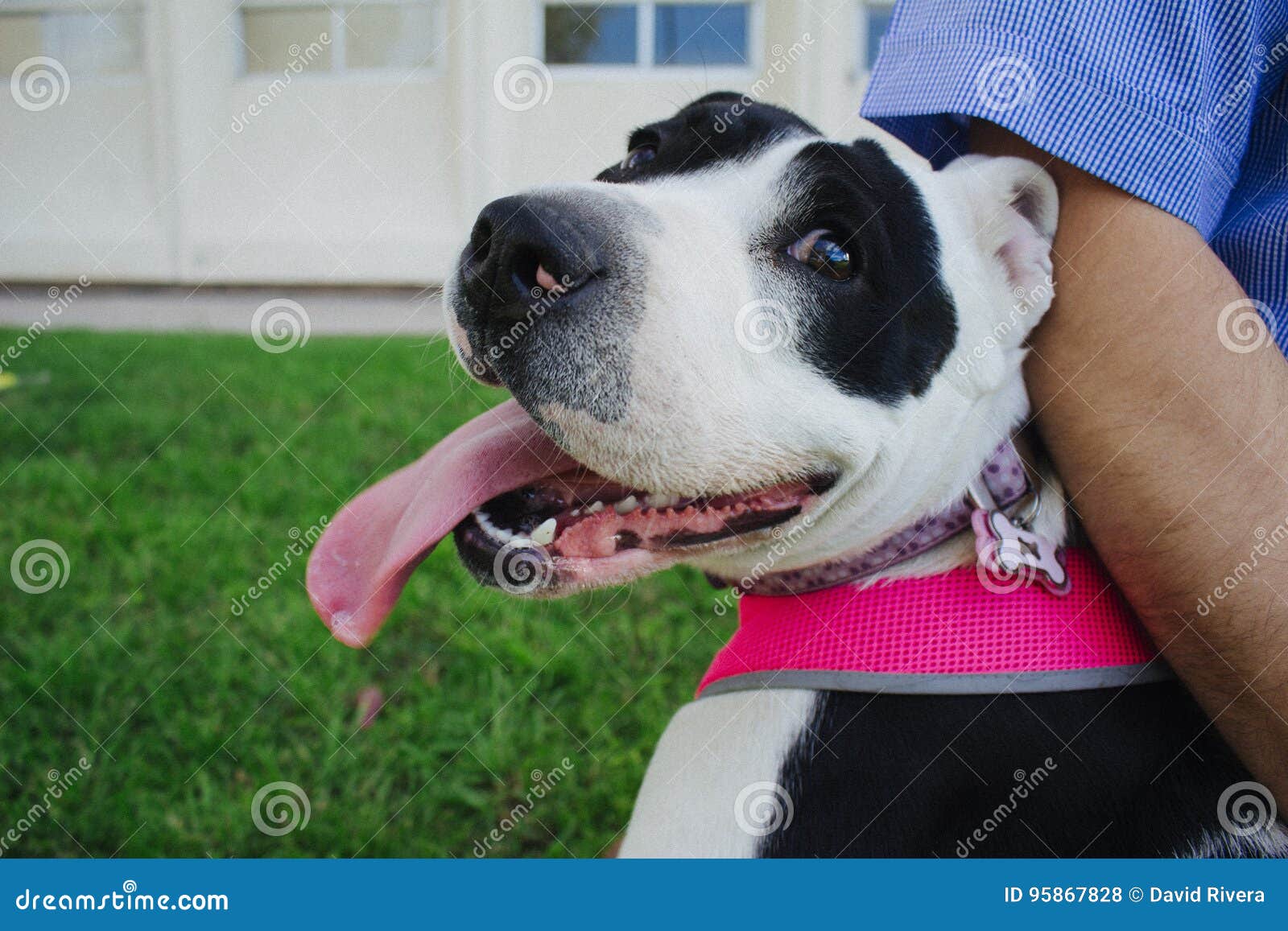 My dog Lala is happy stock photo. Image of frienda, uabc - 95867828