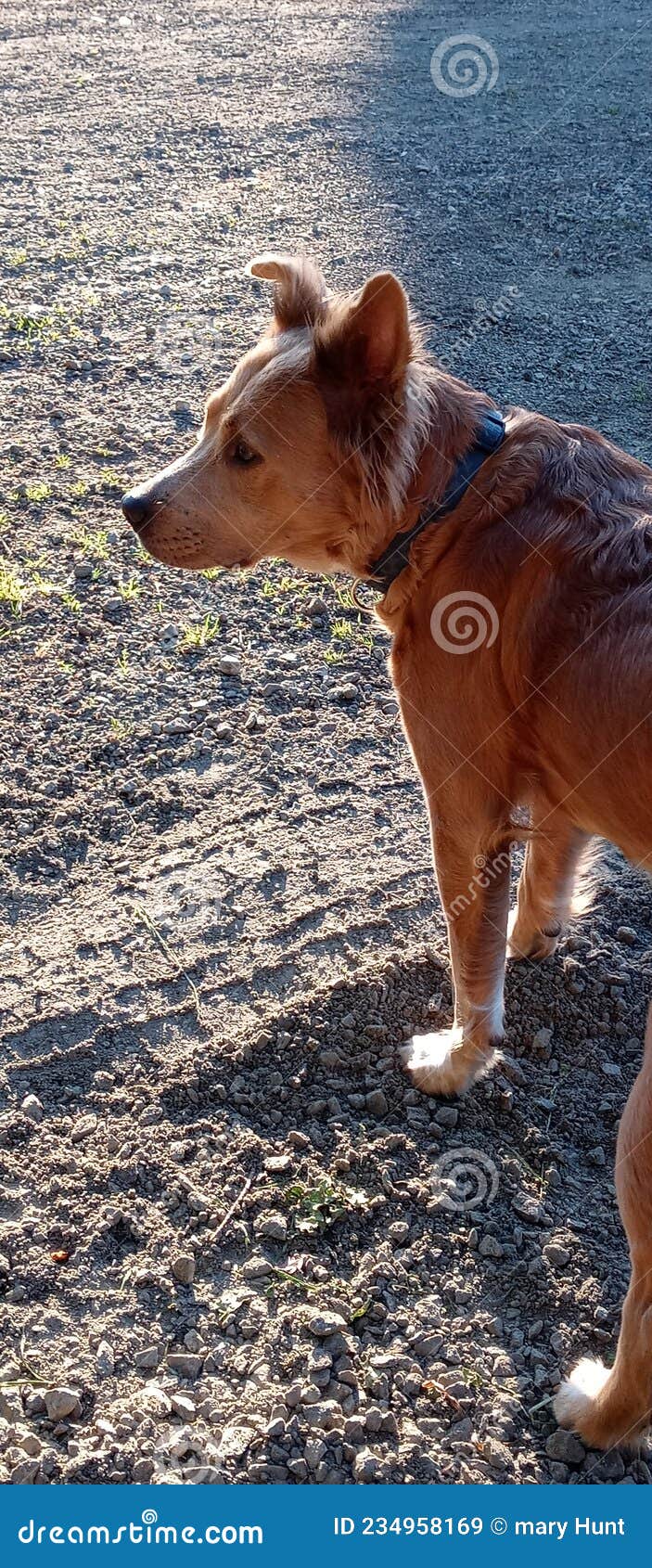 My dog mischief stock image. Image of puppy, wood, bovine - 234958169