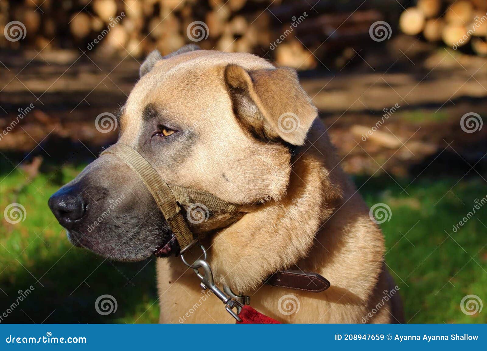 My dog Prince stock image. Image of mammal, prince, animal - 208947659