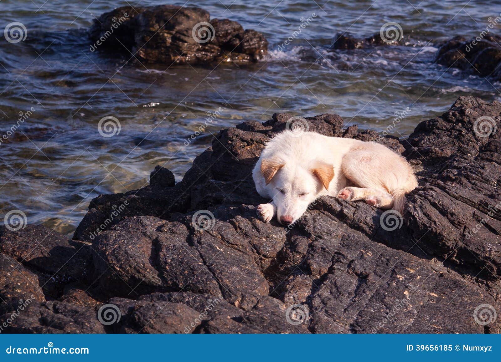 My Dog is on the Rocks and the Beach Stock Image - Image of relax ...