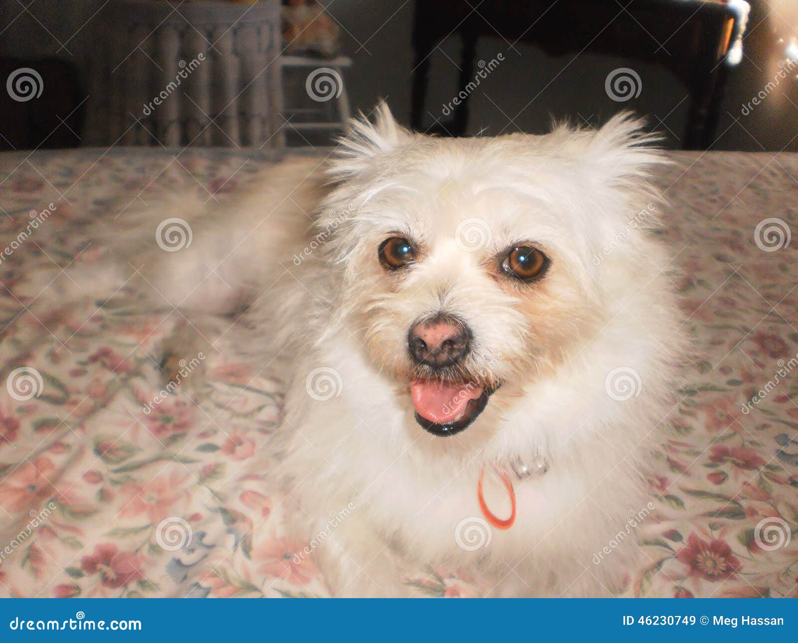 My Emma editorial stock image. Image of emma, loveable - 46230749