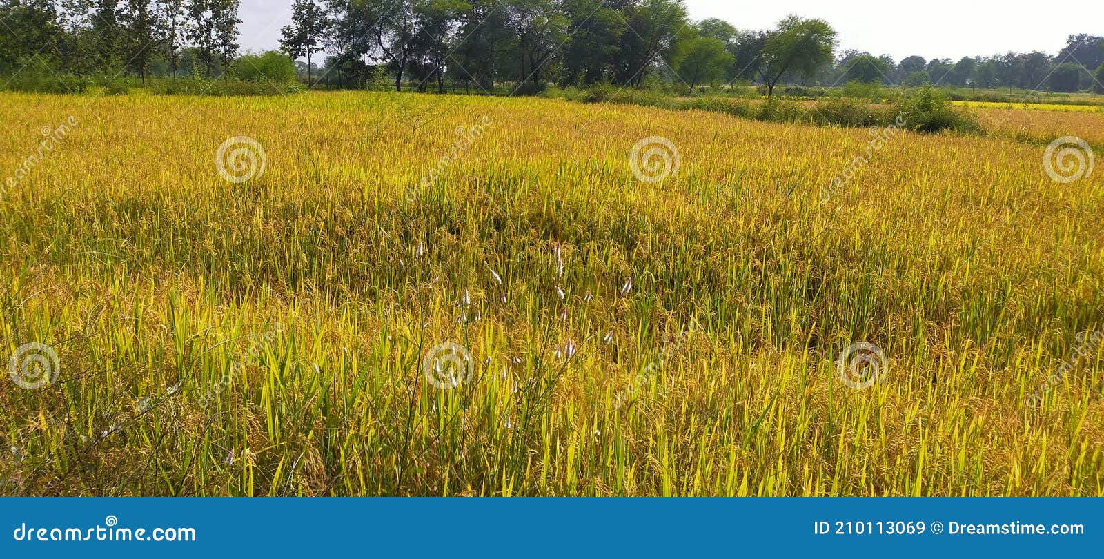 In my farm as a rice plant stock image. Image of pasture - 210113069