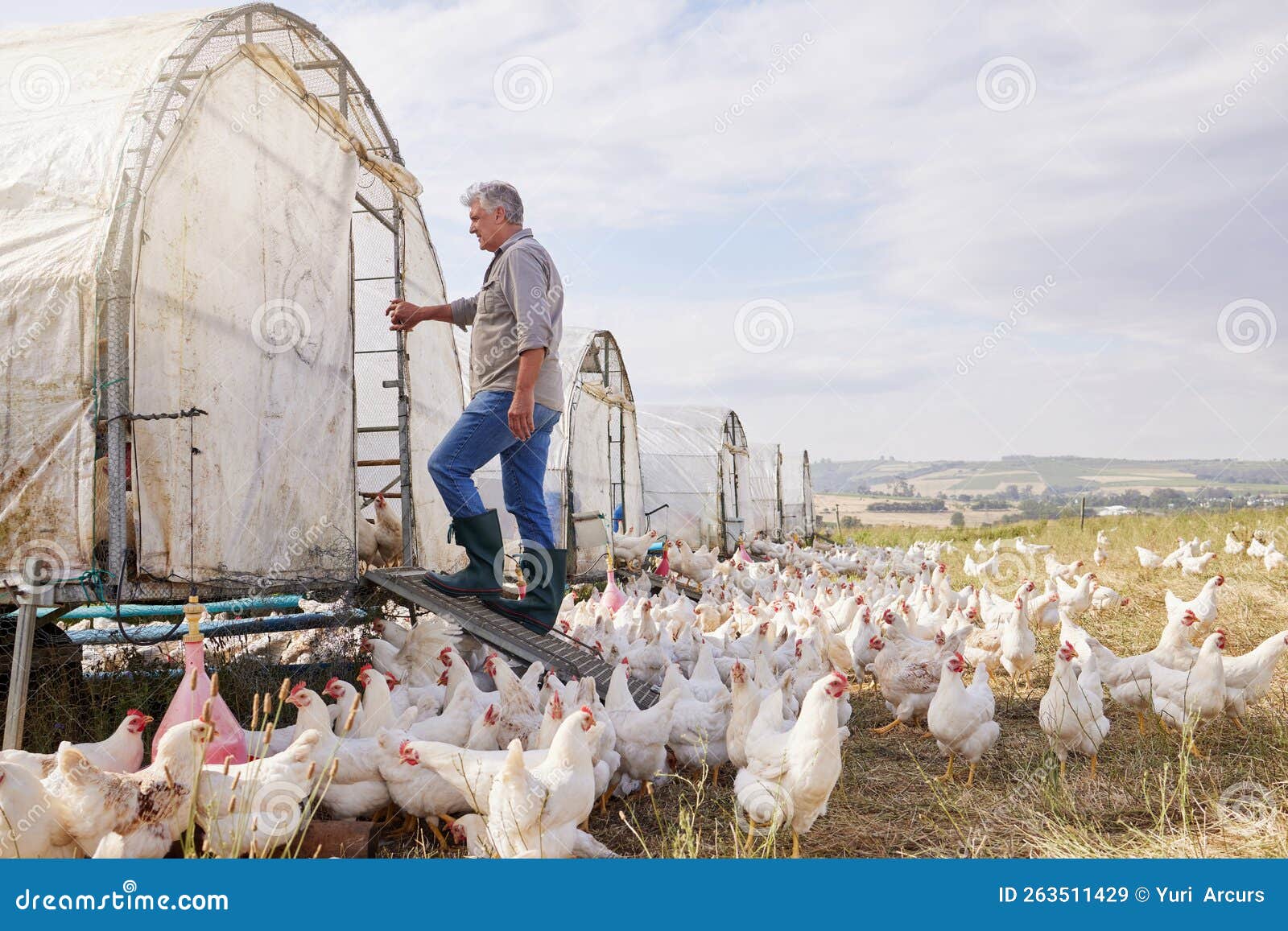 This is My Farm. a Mature Man Working on a Poultry Farm. Stock Image ...