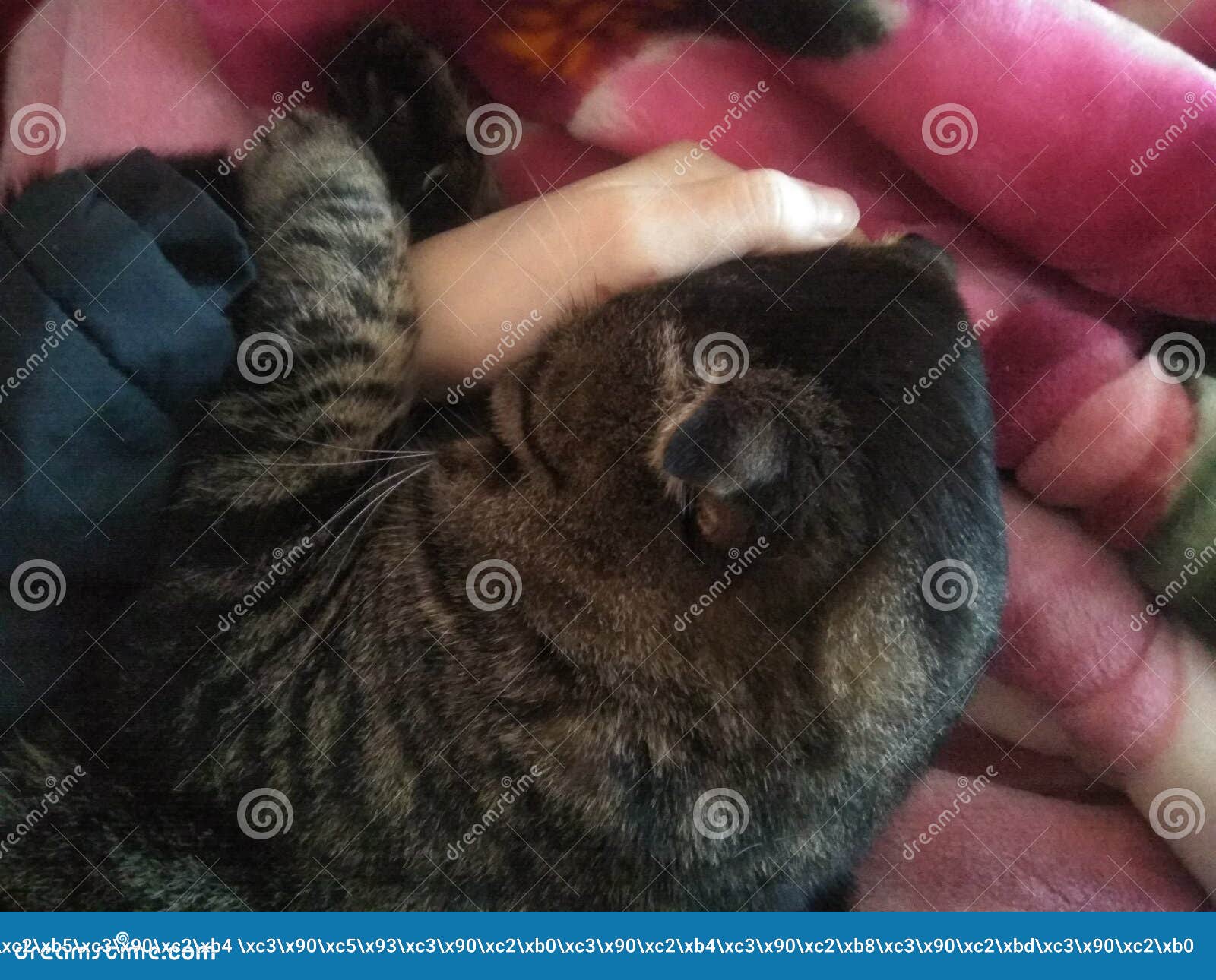 My favorite cat stock image. Image of sonia, favorite - 172023323