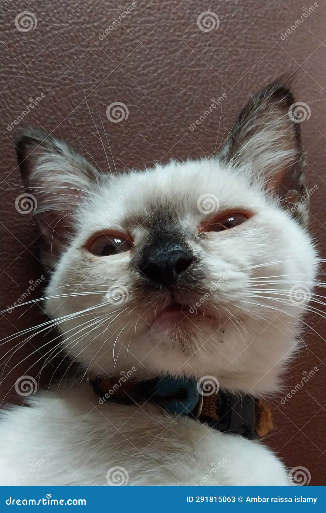 My favorite cat at home stock image. Image of home, petlovers - 291815063